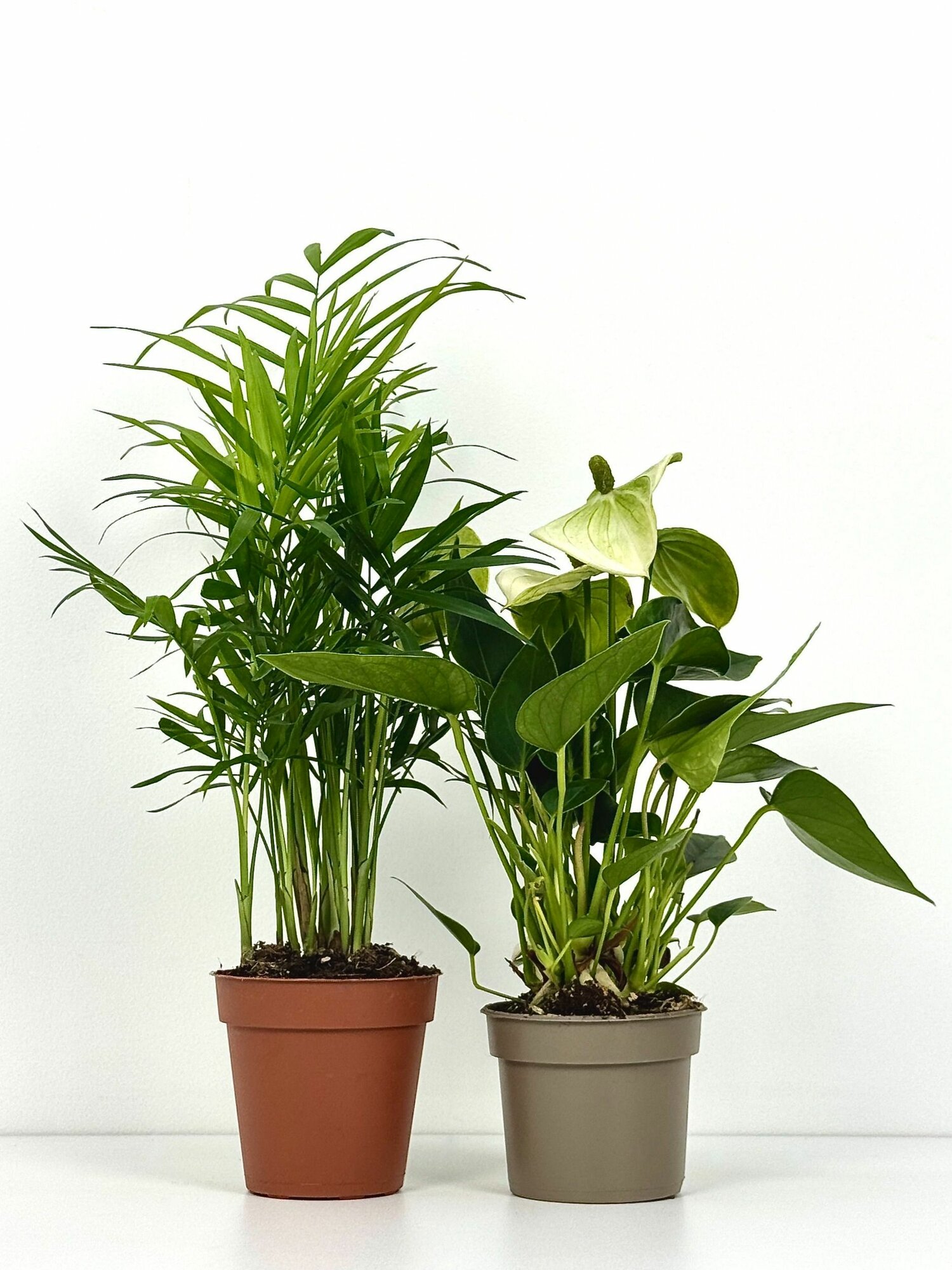 Набор 2 растения Пальма Хамедорея Антуриум Белый в горшке D9 (живые растения)