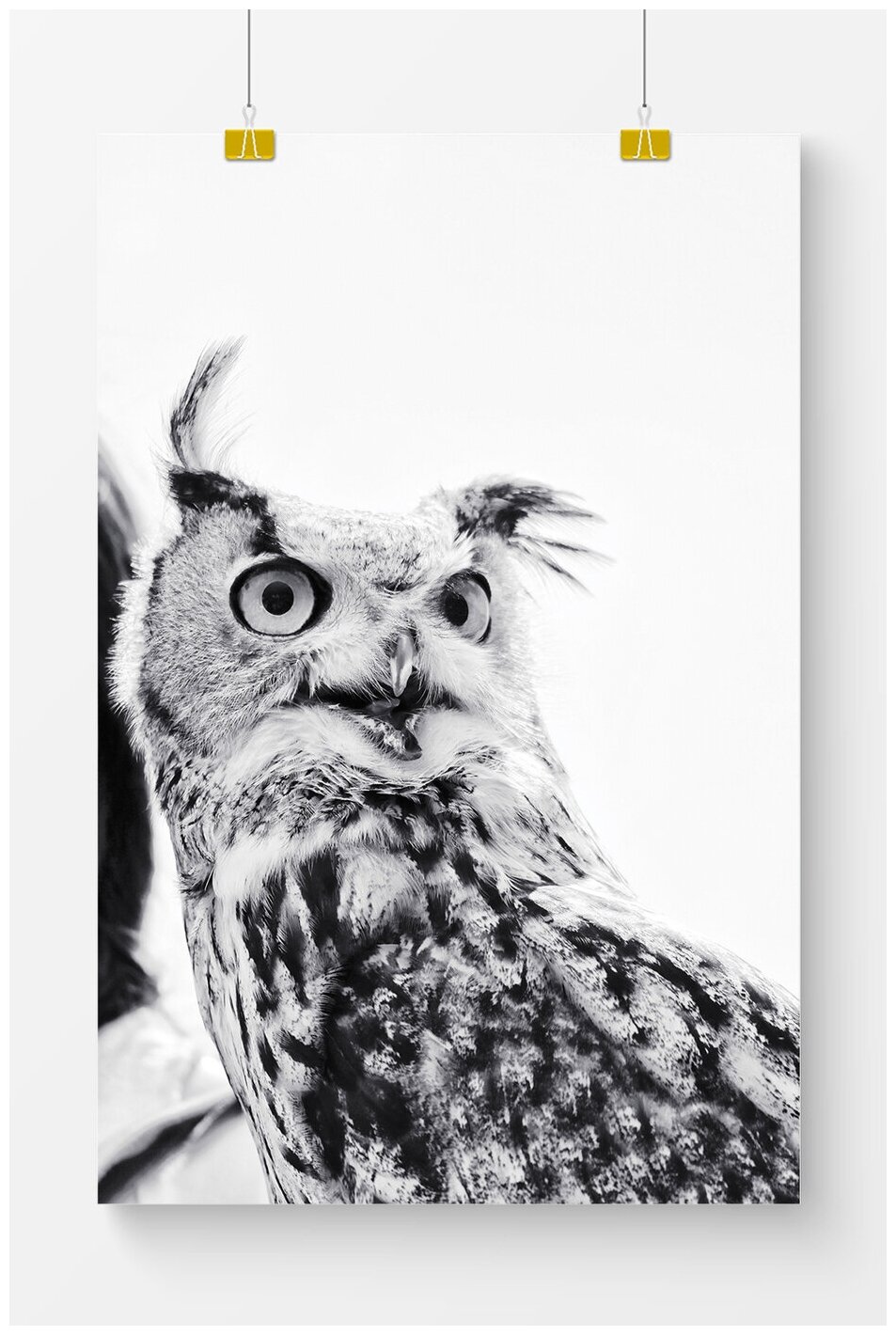 Постер для интерьера Postermarkt Черно-белая сова, 50х70 см