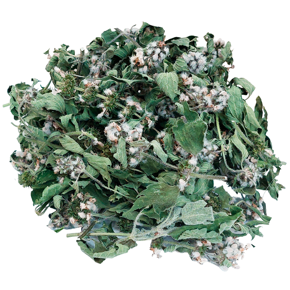 Трава пустырника пятилопастного