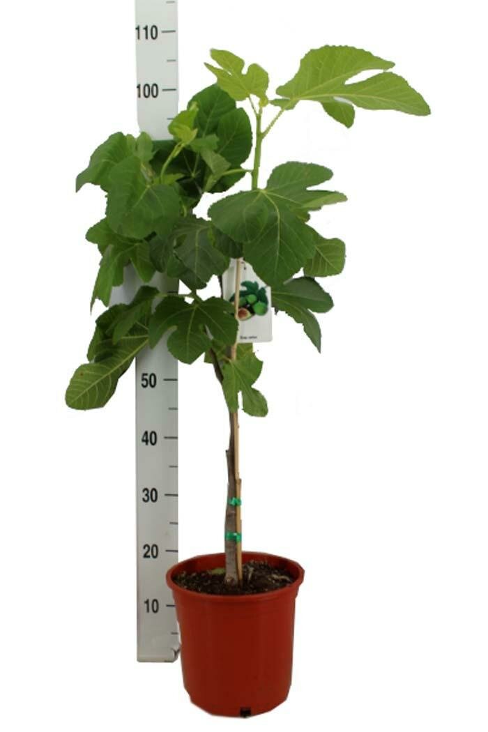 Инжир Турецкий черный - Ficus carica Brown Turkey D21 H90