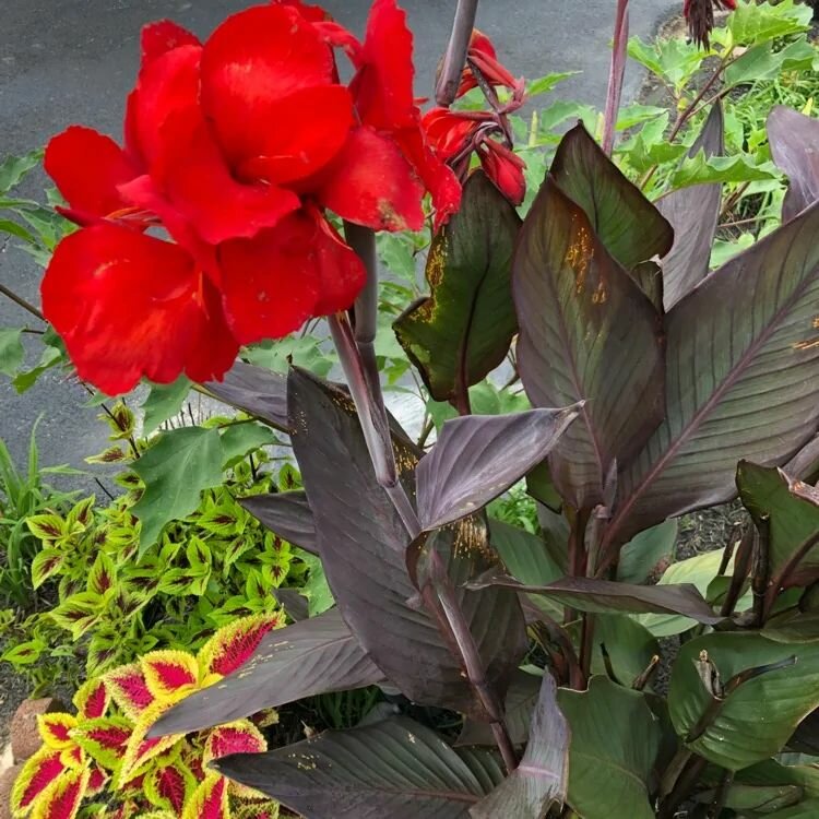 Канна коричневолистная Ред Кинг Гумберт 1шт