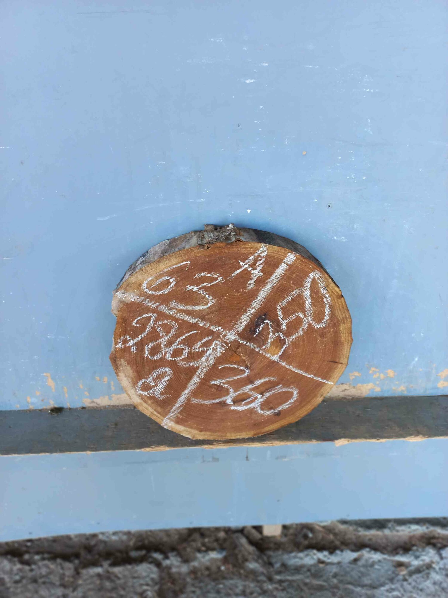 Спил торцевой доклес №2869 ясень, антисептическая обработка, для столешниц/подоконников/полок