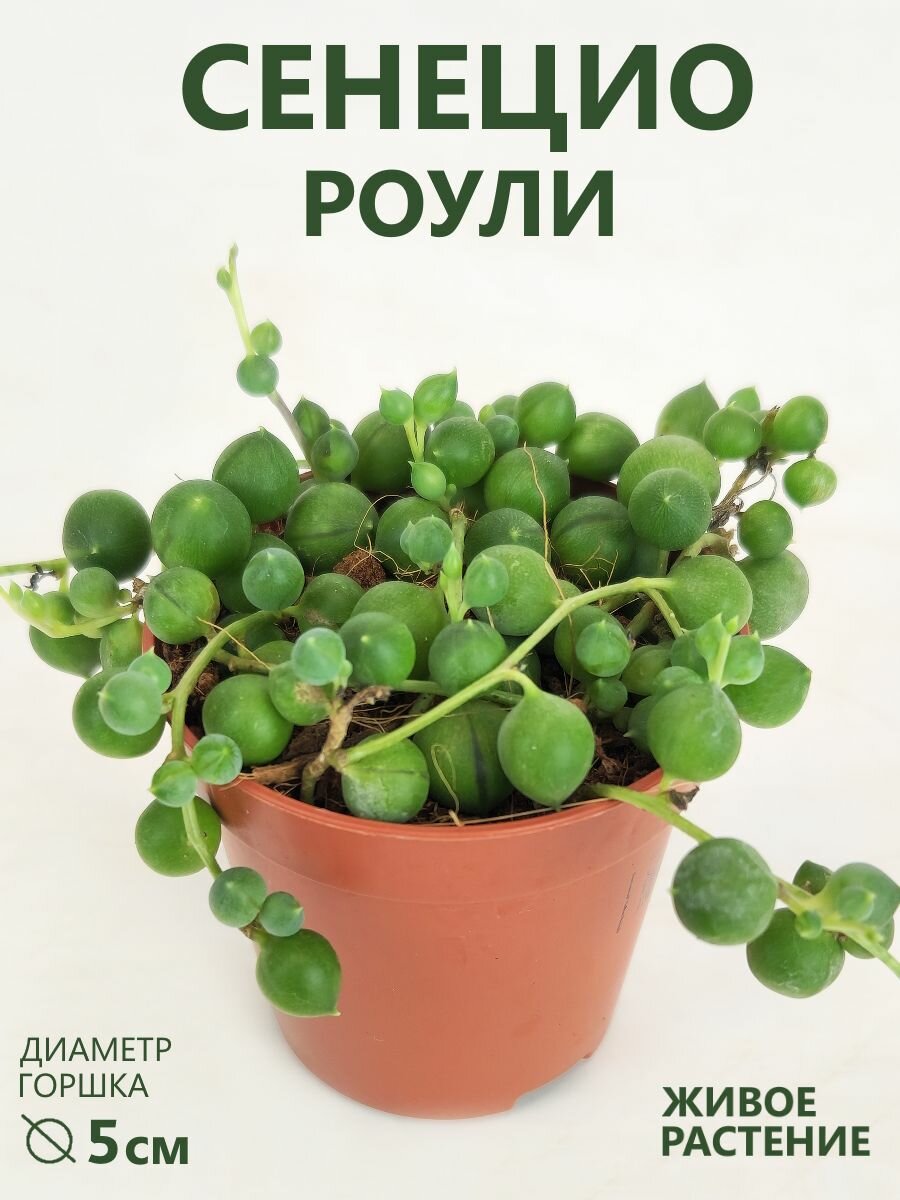 Сенецио Роули (Крестовник) суккулент, D-5