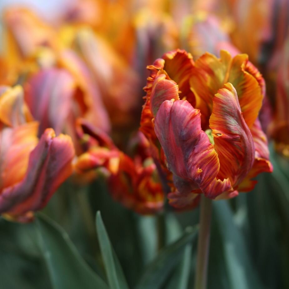 Тюльпан попугайный Блумекс 8 шт.