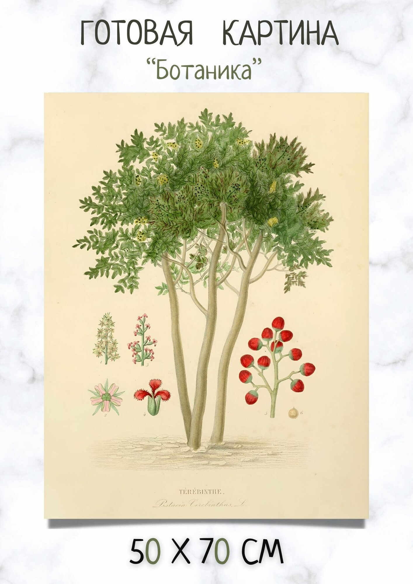 Картина на холсте в стиле Ботаника "Дерево" 70х50