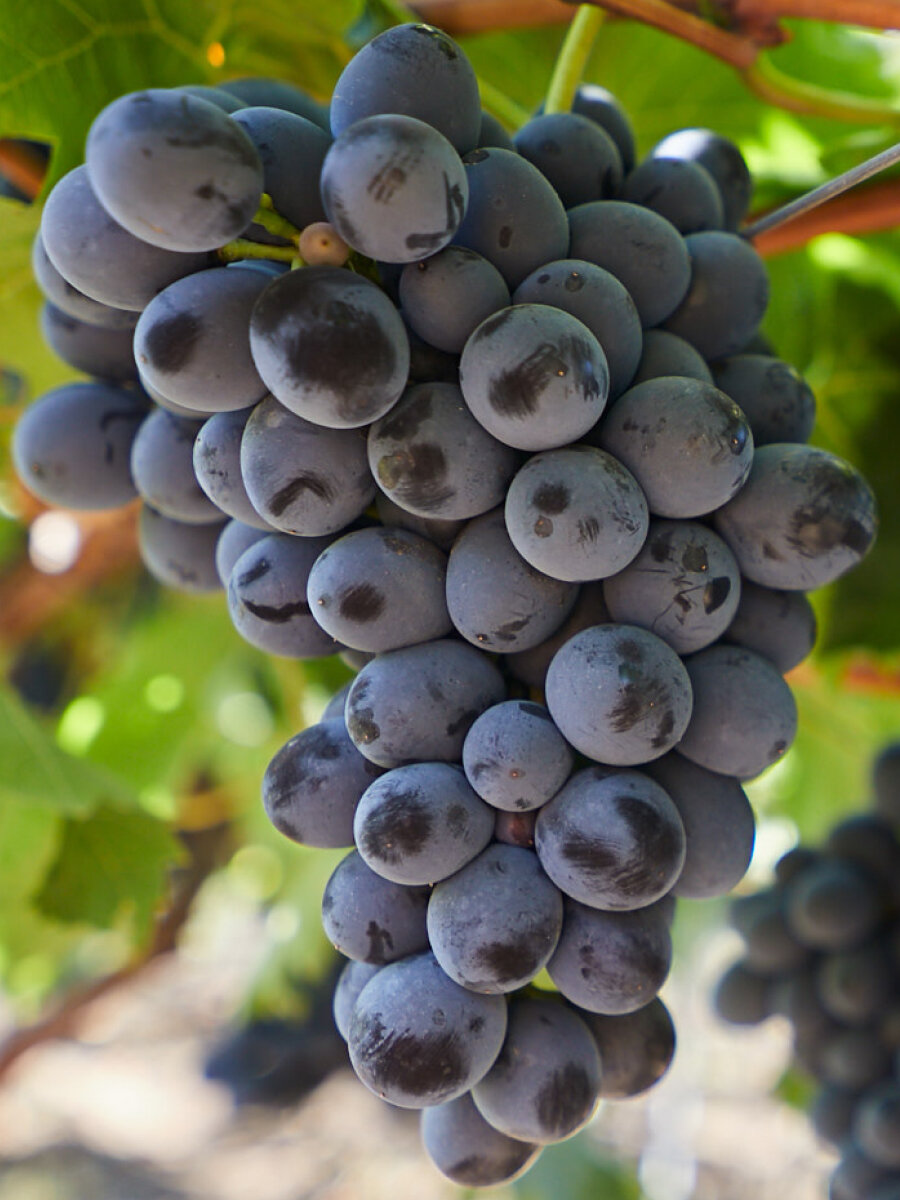 Виноград Макси черный 2 шт / многолетний, морозостойкий сорт