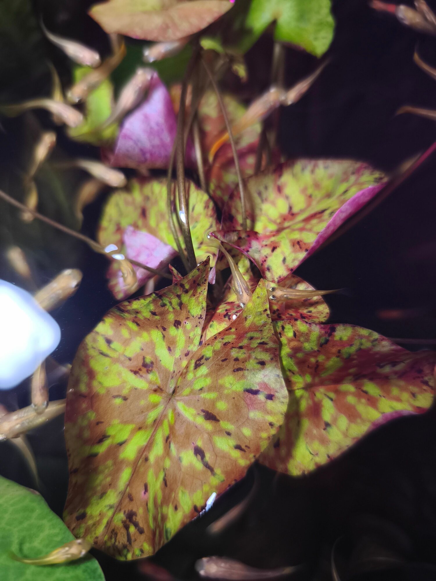 Нимфея Микранта . Живое аквариумное растение