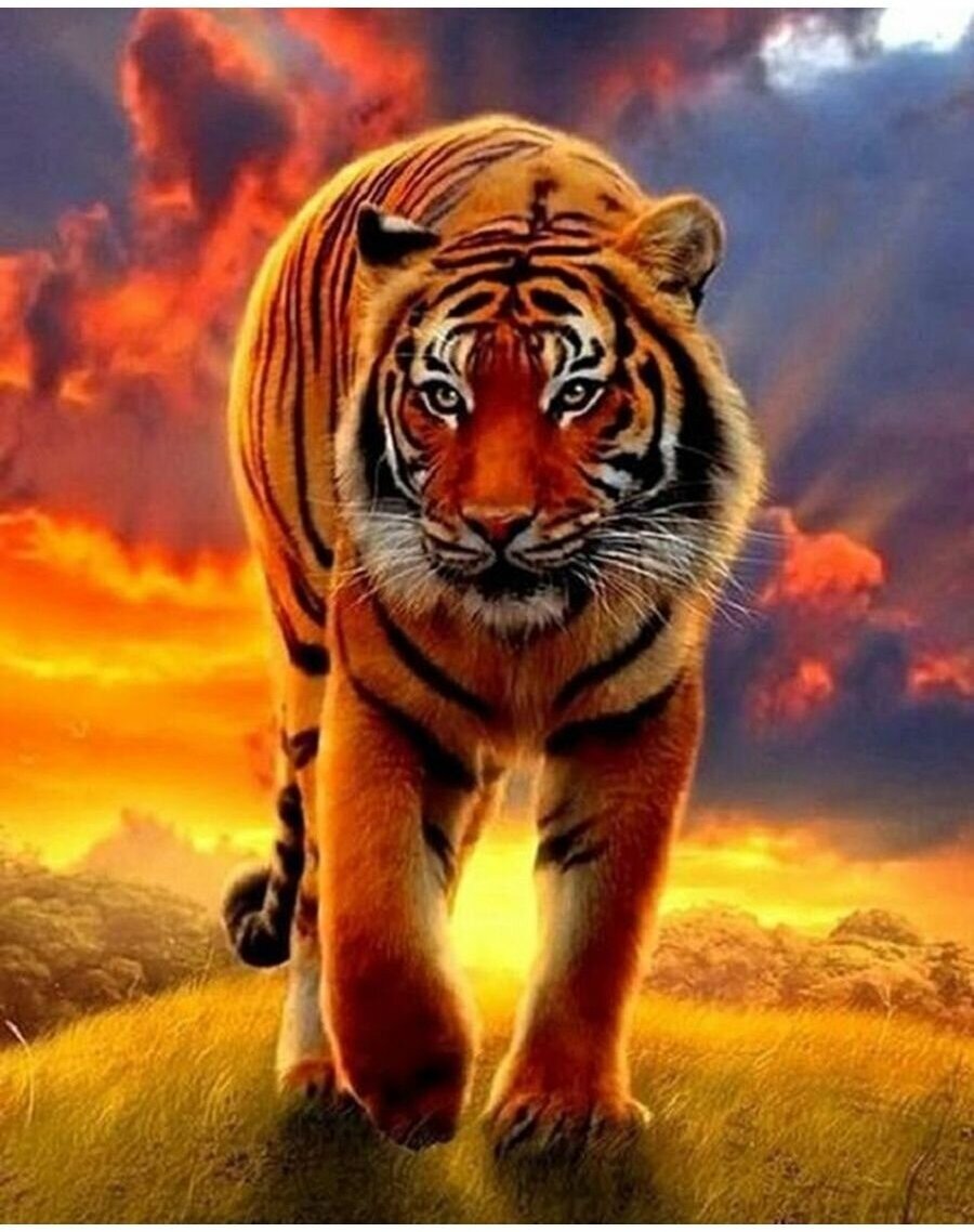 Алмазная мозаика на подрамнике 40х50 Тигр на закате