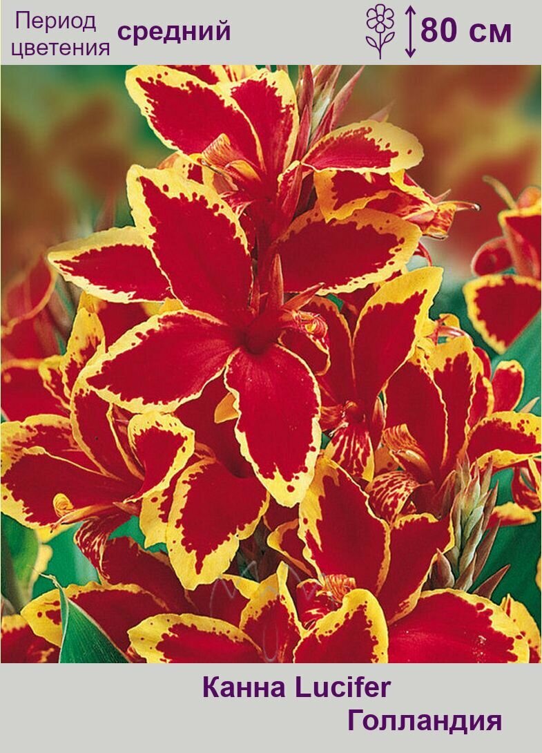 Канна Карнавал (Carnaval) 10 шт сотка