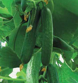 Семена огурцов Гурман (0,5 гр.)