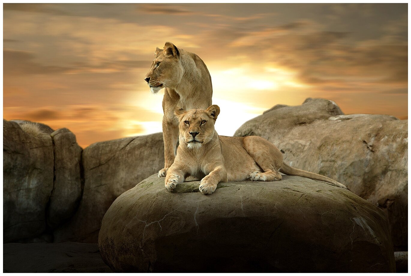 Фотообои Уютная стена "Африканские львы" 410х270 см Виниловые Бесшовные (единым полотном)