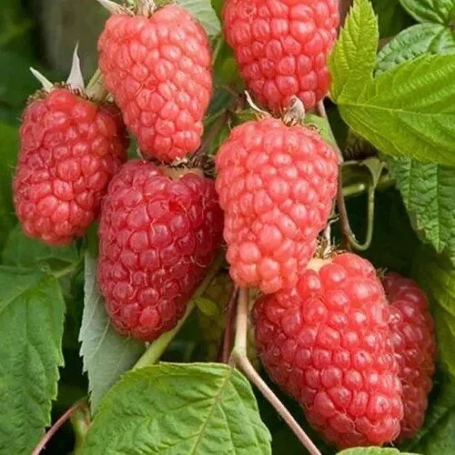 Малина ремонтантная Каскад Делайт, 1 малины, цвет красный