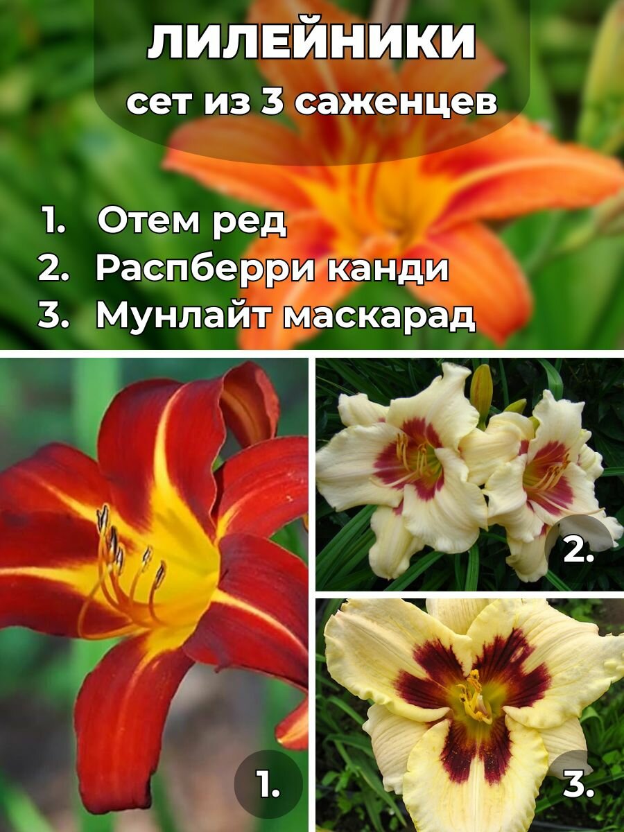 Лилейник, корневища , сет из 3-х сортов