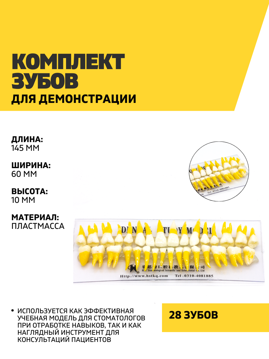 Комплект зубов 28 штук для демонстрации