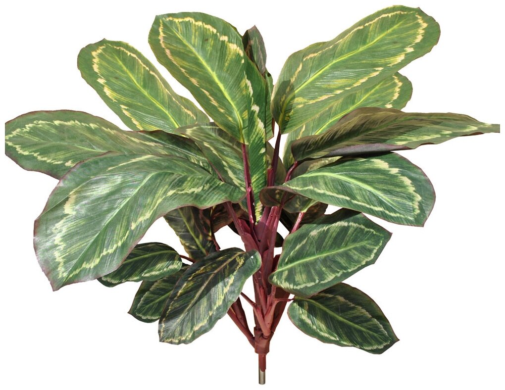 Искусственное растение Holodilova Калатея B-00-56-2, пластик, 50см, малиновое