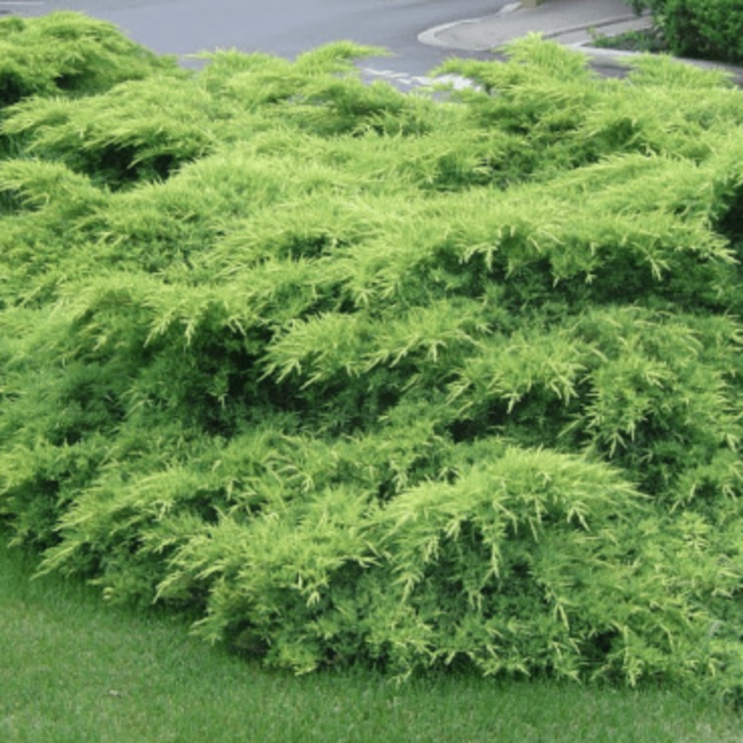 Можжевельник средний "Вильгельм Пфитцер" / морозостойкий сорт