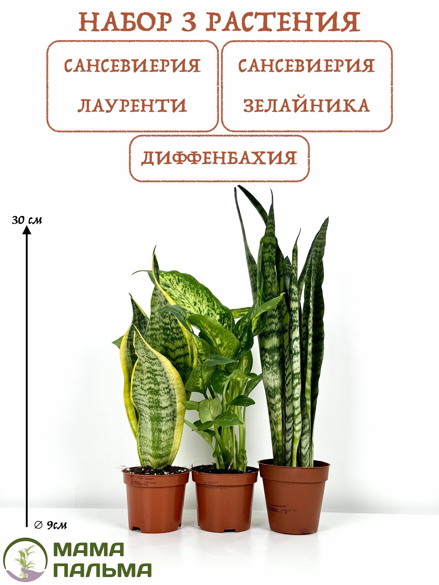 Набор 3 растения Сансевиерия Лауренти Диффенбахия Сансевиерия Зейланика в горшке D9 (живые растения)