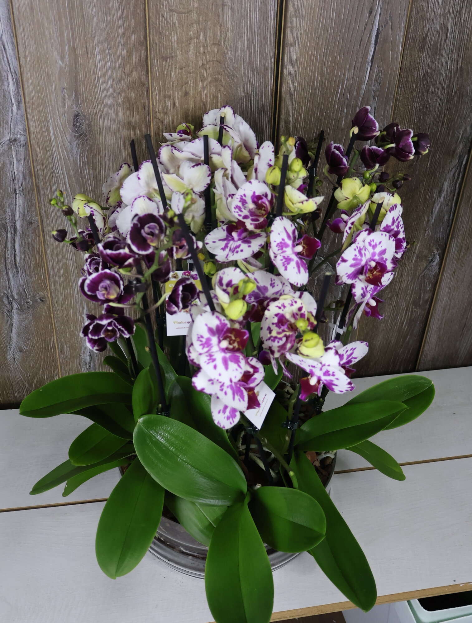 Орхидеи фаленопсис в кашпо «тигровый микс»