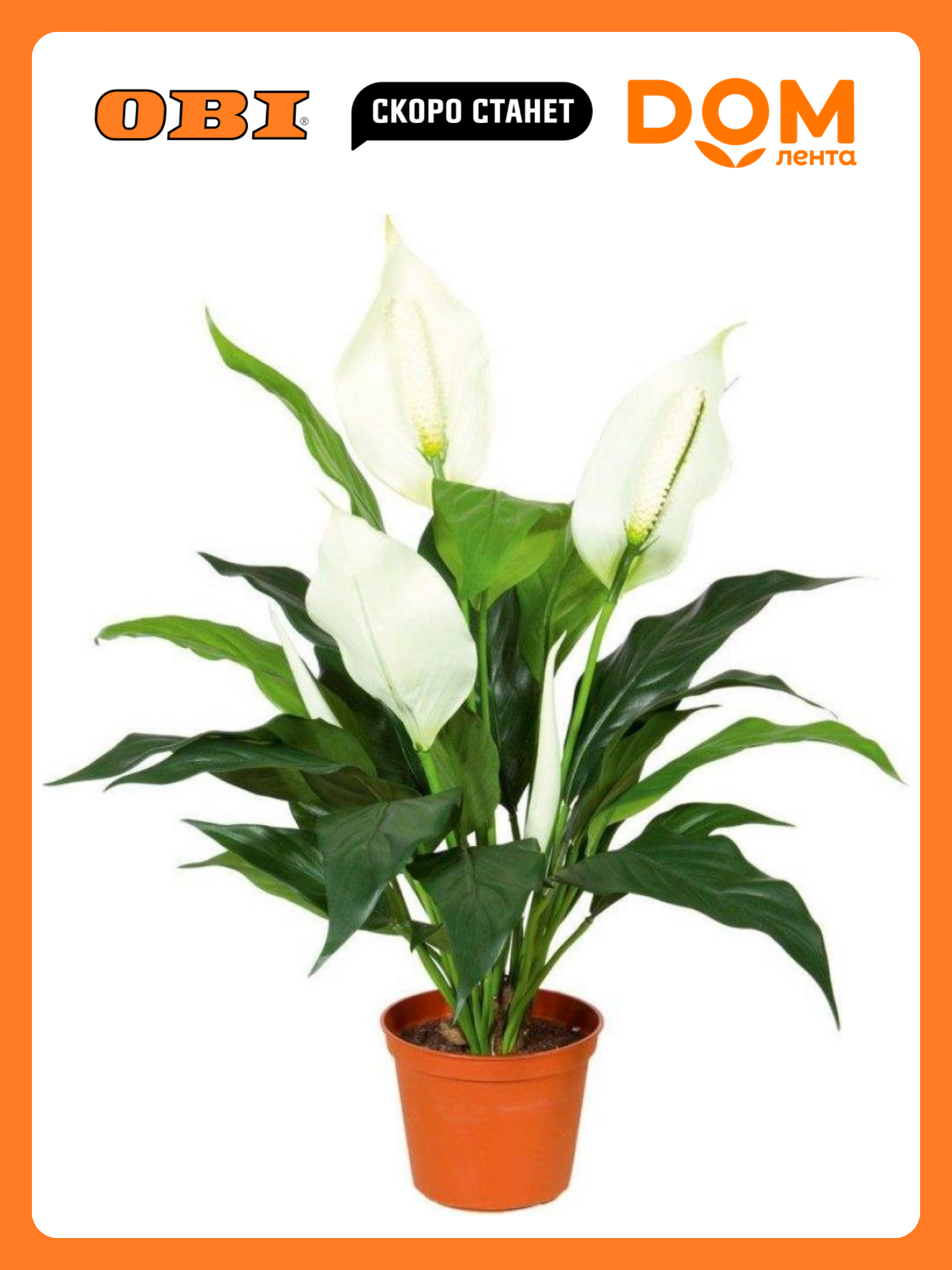 Спатифиллум "Перл Купидо", многолетнее, ампельное, декоративное, белый, 28 см