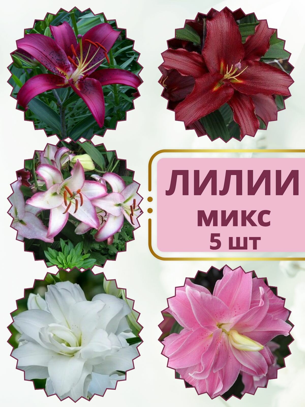 Лилия луковицы, многолетние цветы для посадки, микс 5 шт