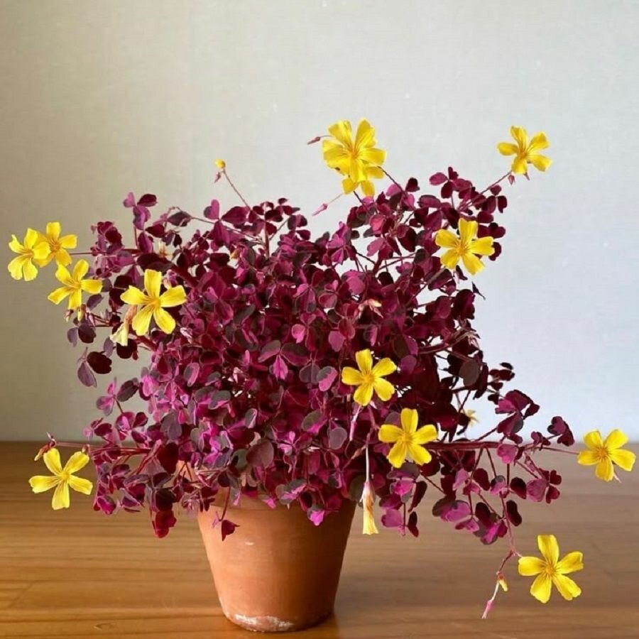 Кислица рожковая, Оксалис пурпурный, семена