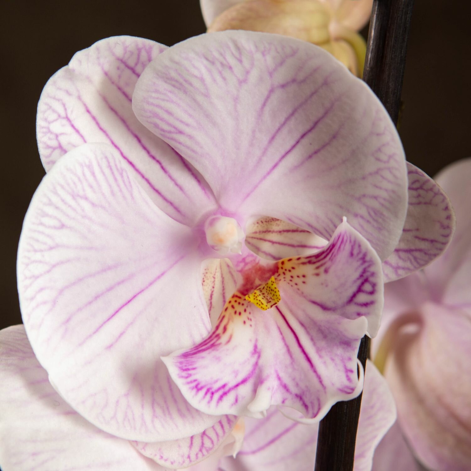 Орхидея Фаленопсис Биг Лип Лина 2 ст