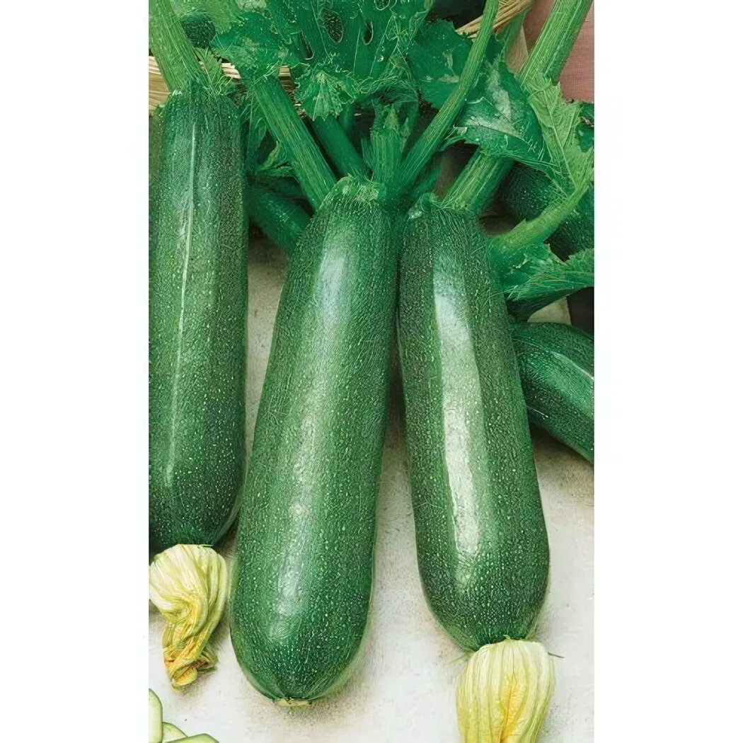 Семена кабачка Скворушка, цуккини, 2гр, раннеспелый, урожайный сорт