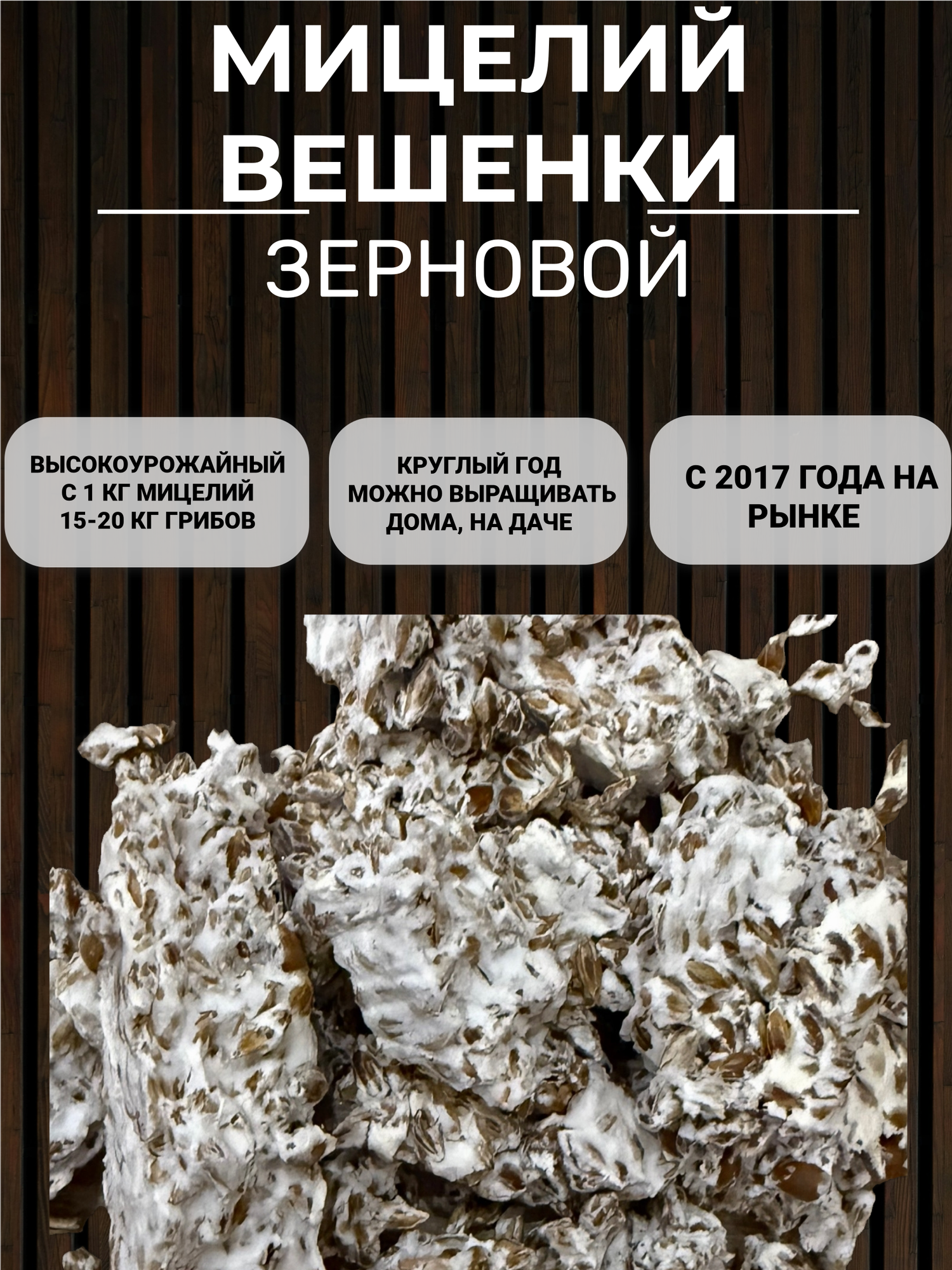 Мицелий грибов вешенка зерновой (штамм НК35) - 500 гр.