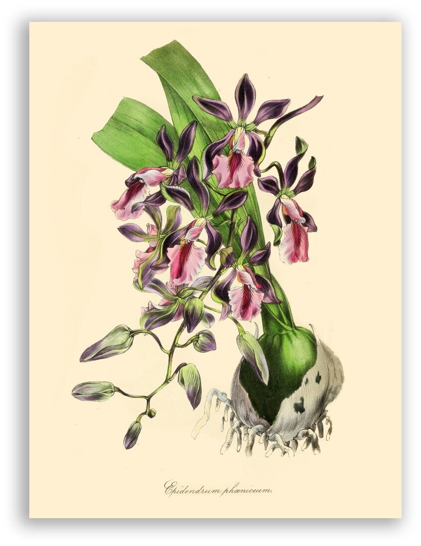 Гравюра Постер на бумаге / Epidendrum Phoeniceum