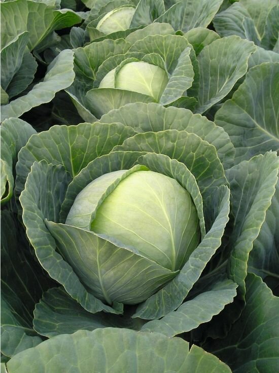 Капуста б/к Томас F1