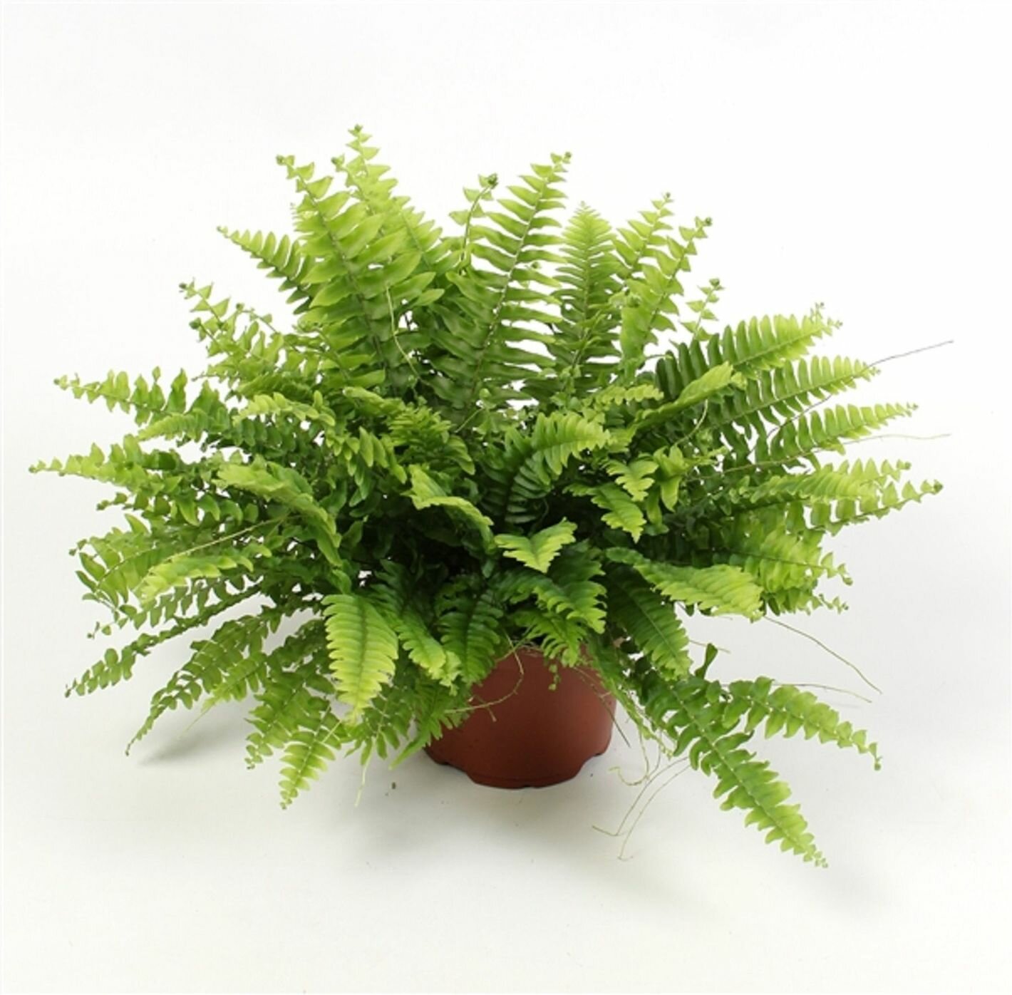 Растениене фролеписбостон