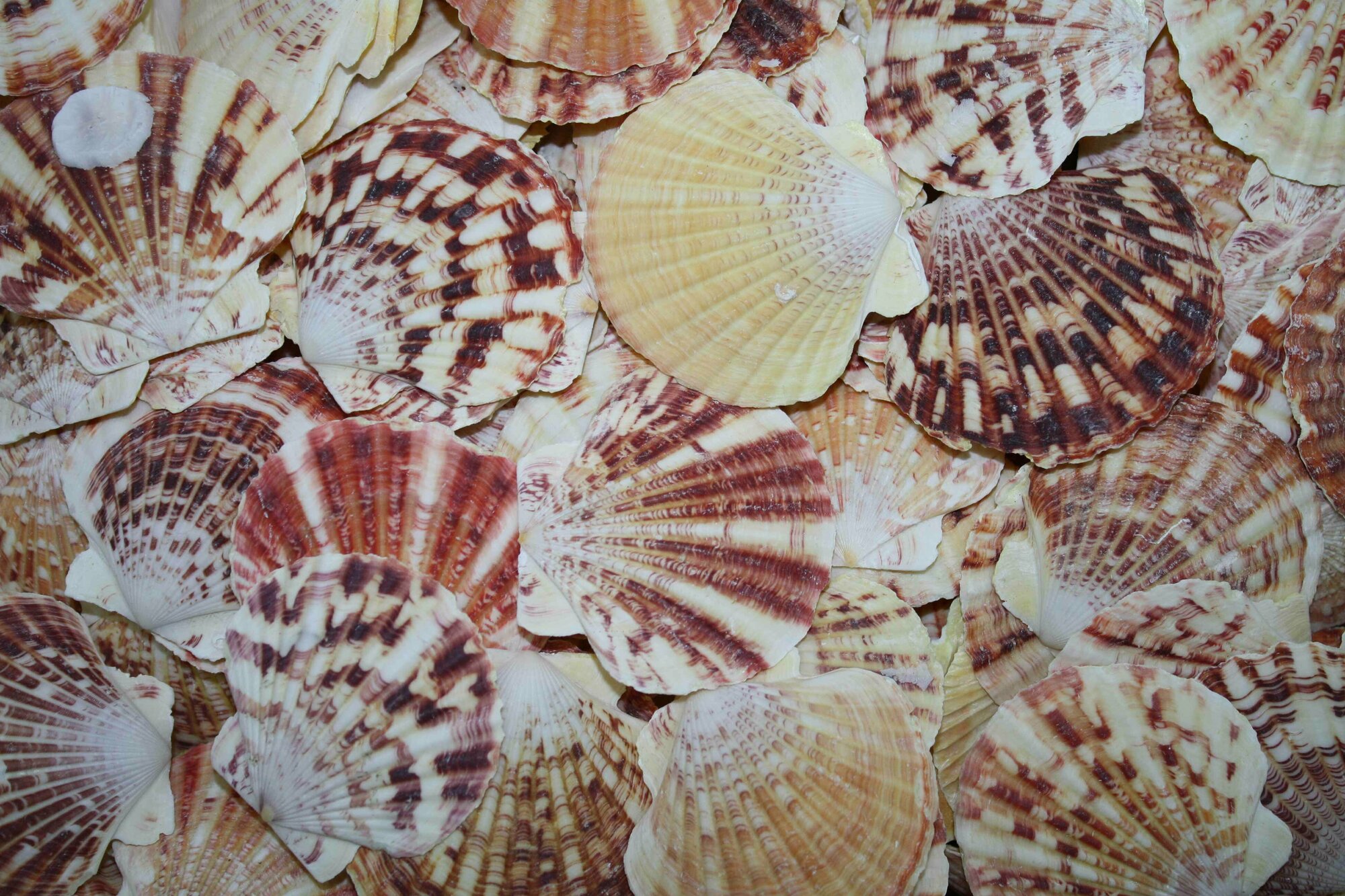 Набор ракушек Пектен Макасеренсис для аквариума, для морского дизайна, 200г