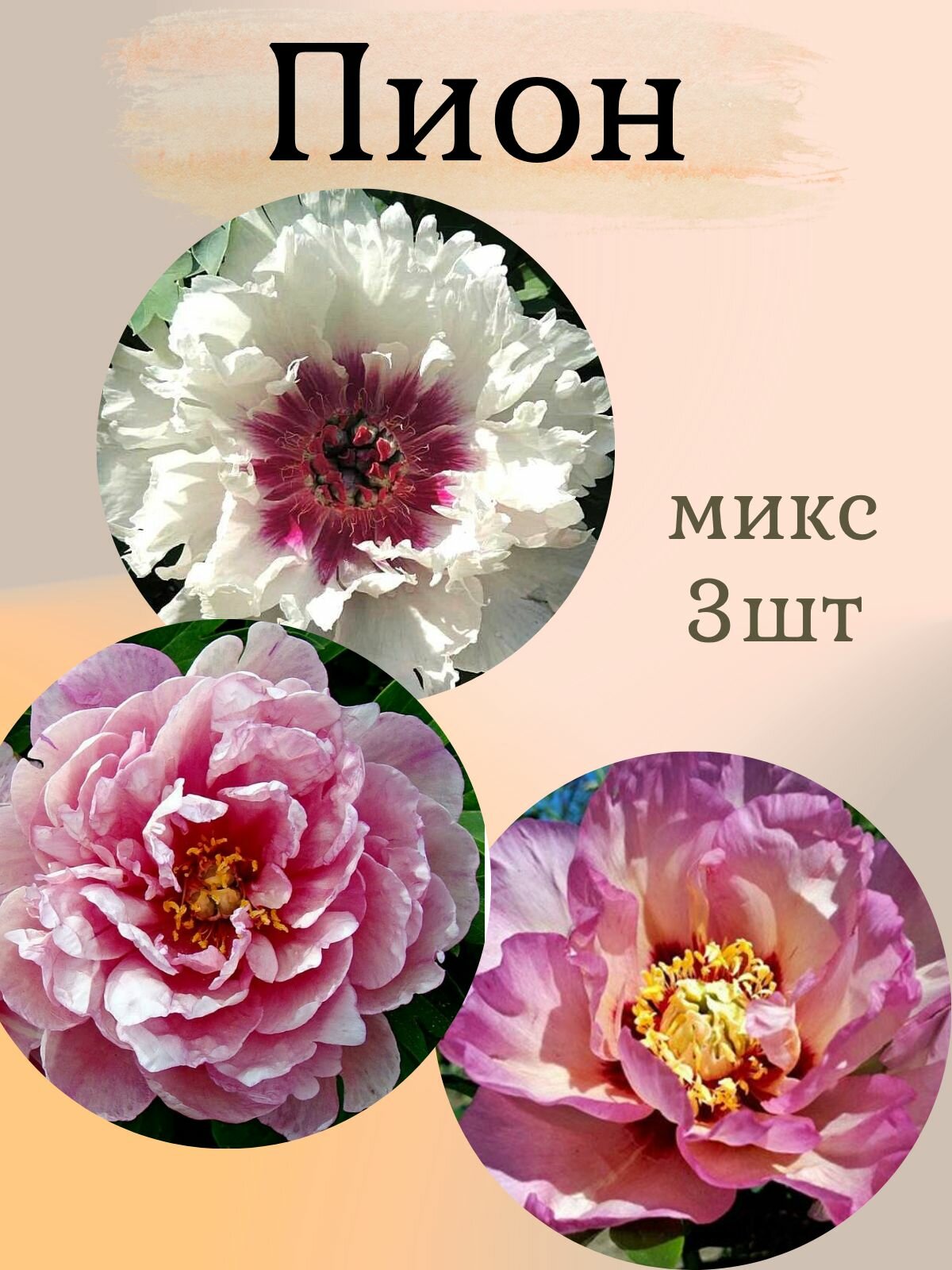 Пионы, многолетние цветы Микс из 3 штук