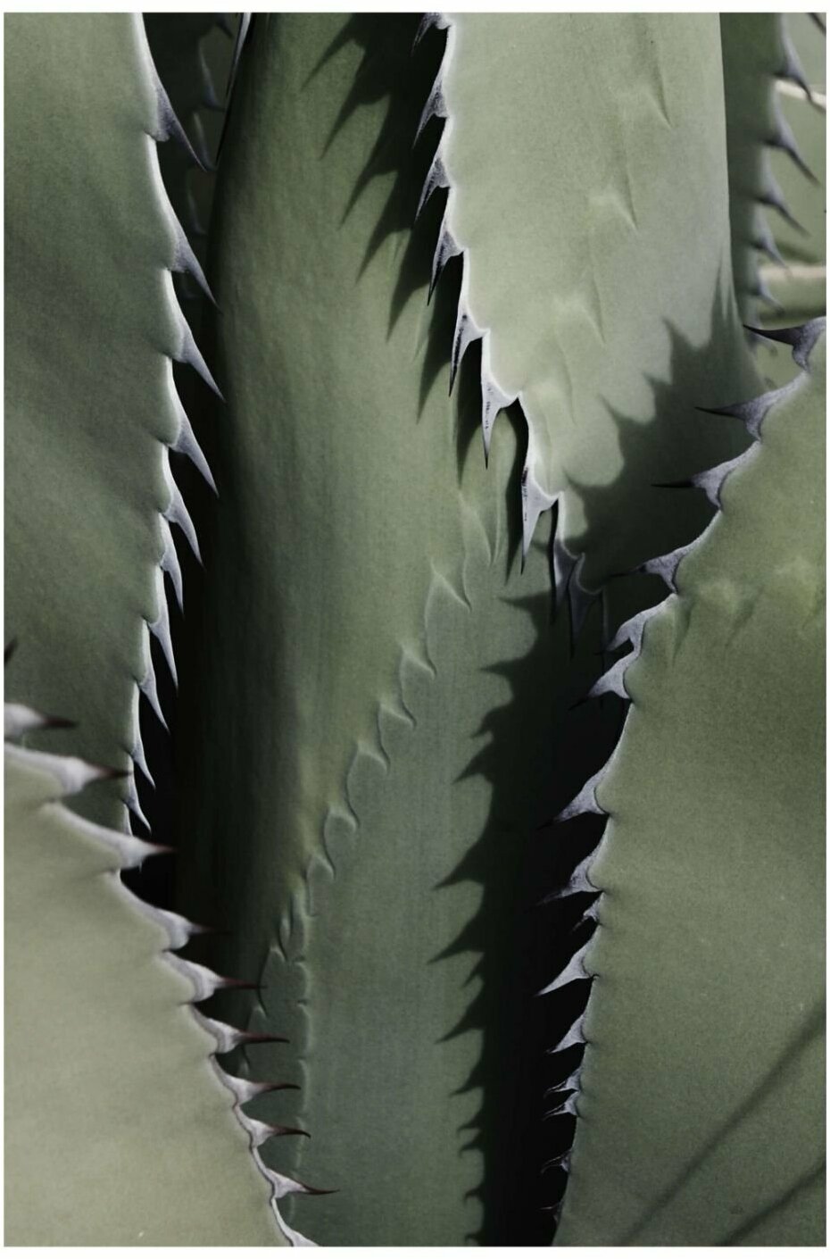 Постер / Плакат / Картина Крупный План - Листья Агавы 50х70 см в подарочном тубусе