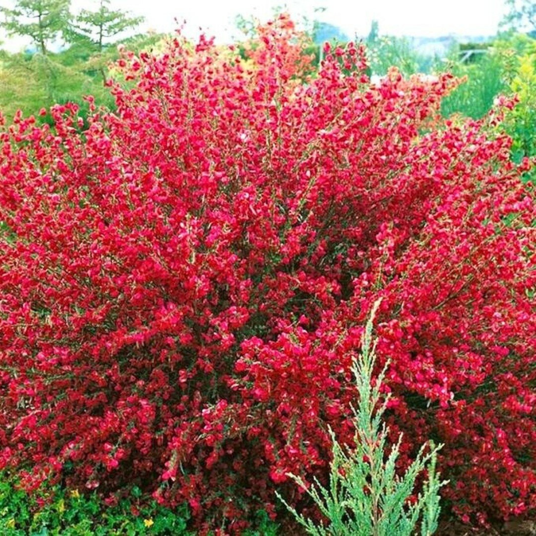 Ракитник Боскоп Руби (1 саженец в горшке Р9), Нидерланды