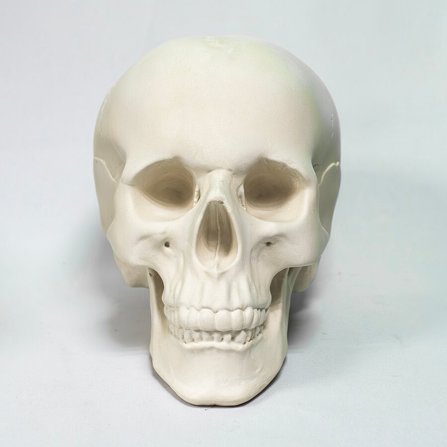 Череп декоративный из гипса белый