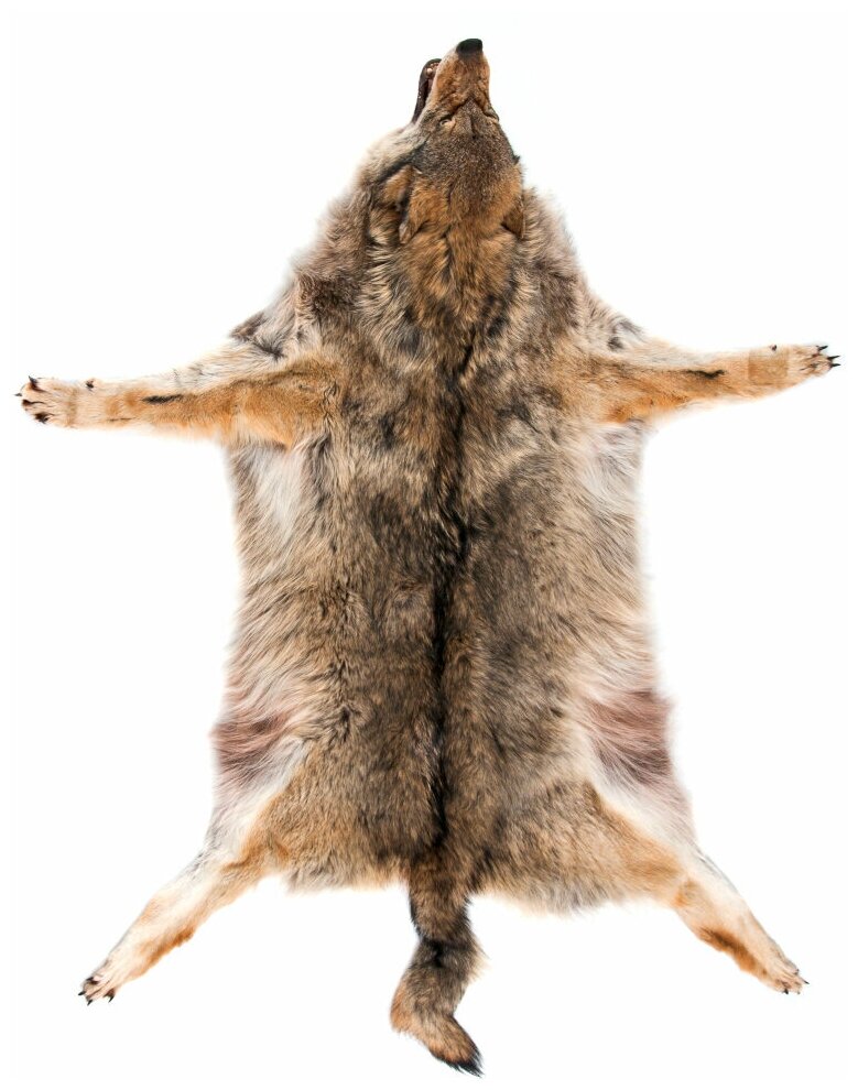Ковер из шкуры европейского серого волка