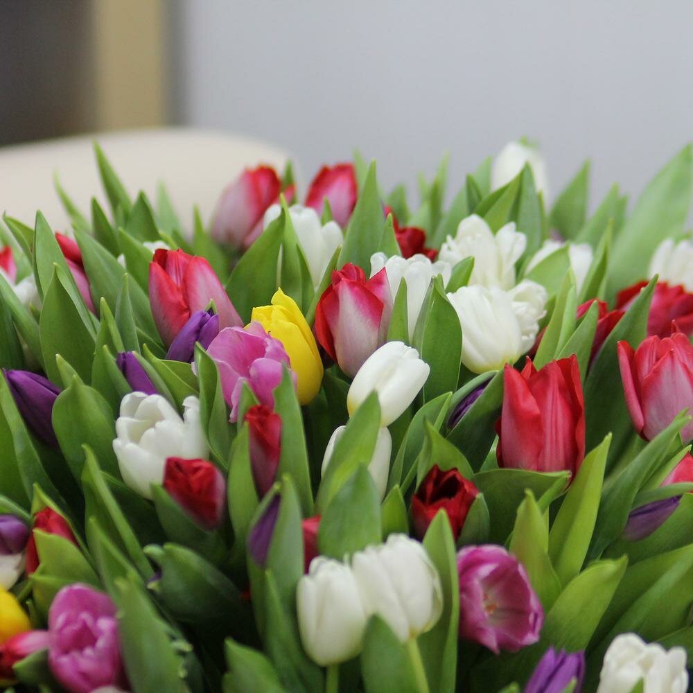 Тюльпан Луковица, Микс сортов, 8шт (LeoGaarden) крупные