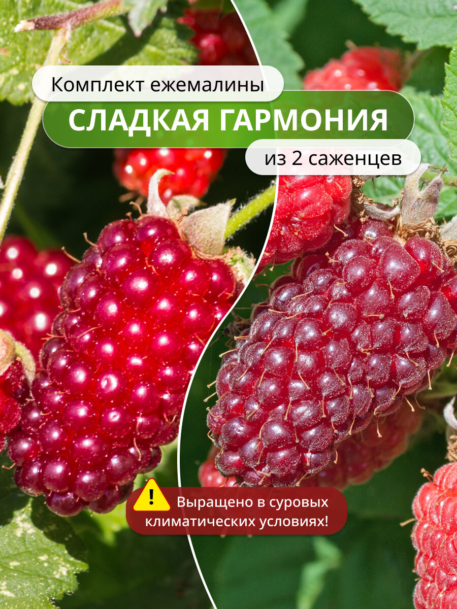 Комплект ежемалины Сладкая гармония из 2 , Ежемалина Бойсенберри и Ежемалина Логанберри