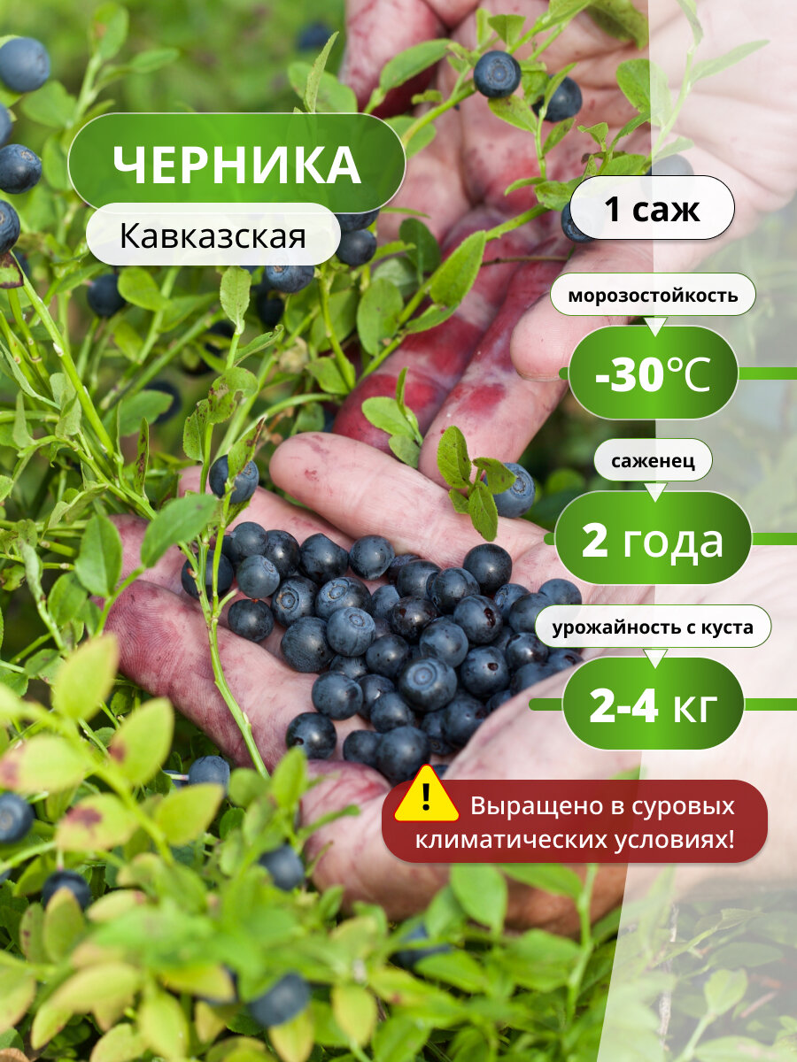 Черника Кавказская, многолетнее, высокорослое, морозостойкое, 1