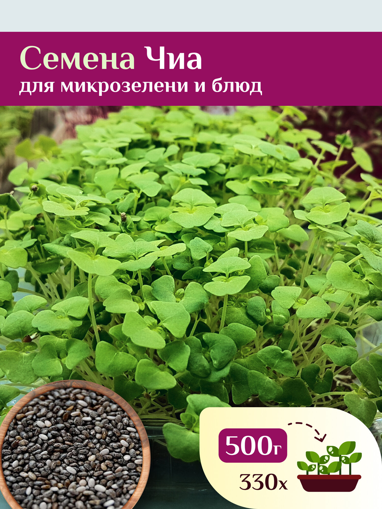 Семена Чиа для микрозелени и блюд, Ильинские проростки 500 г
