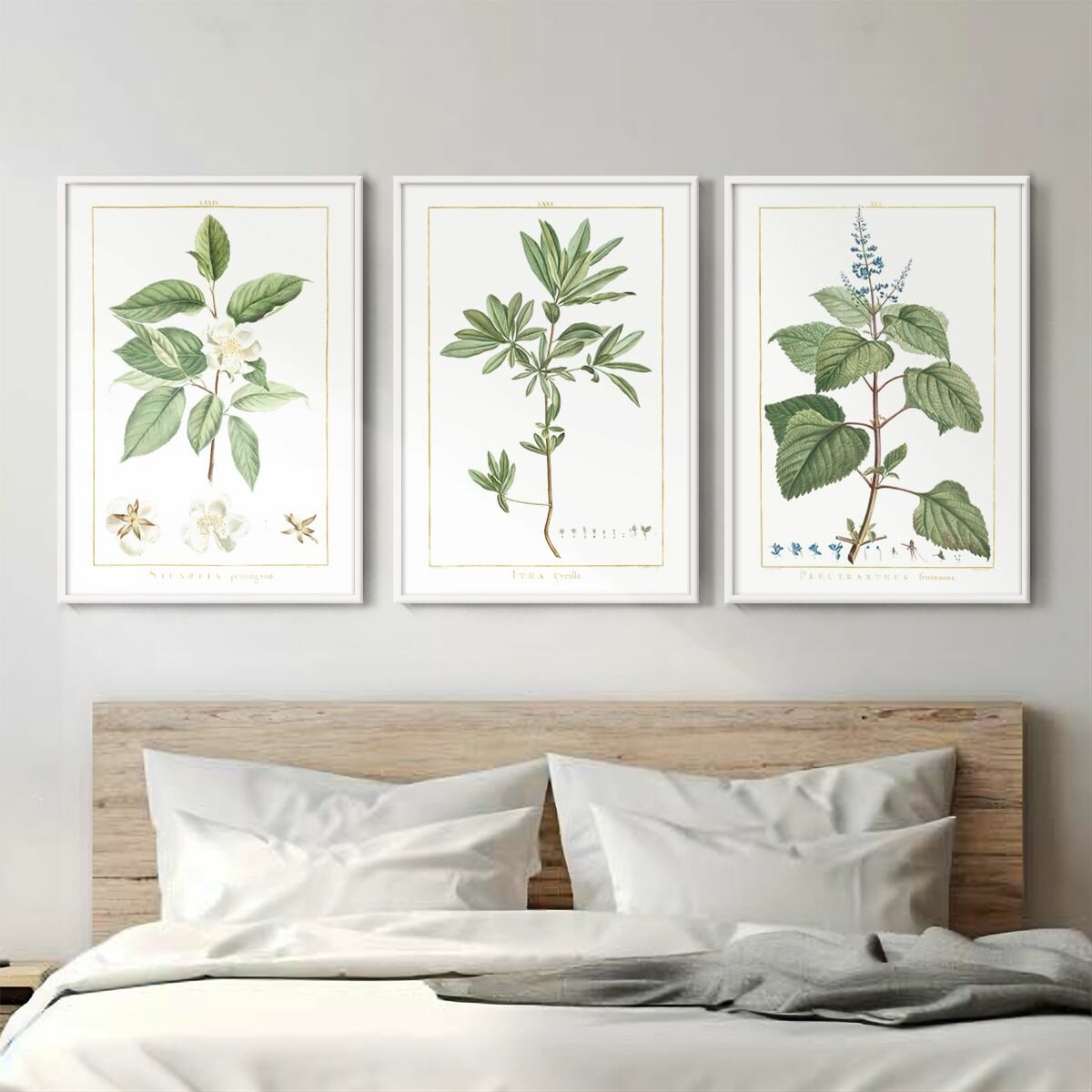 Постер 3 шт 50х70 без рамки "Травы ботаника" набор картин для интерьера