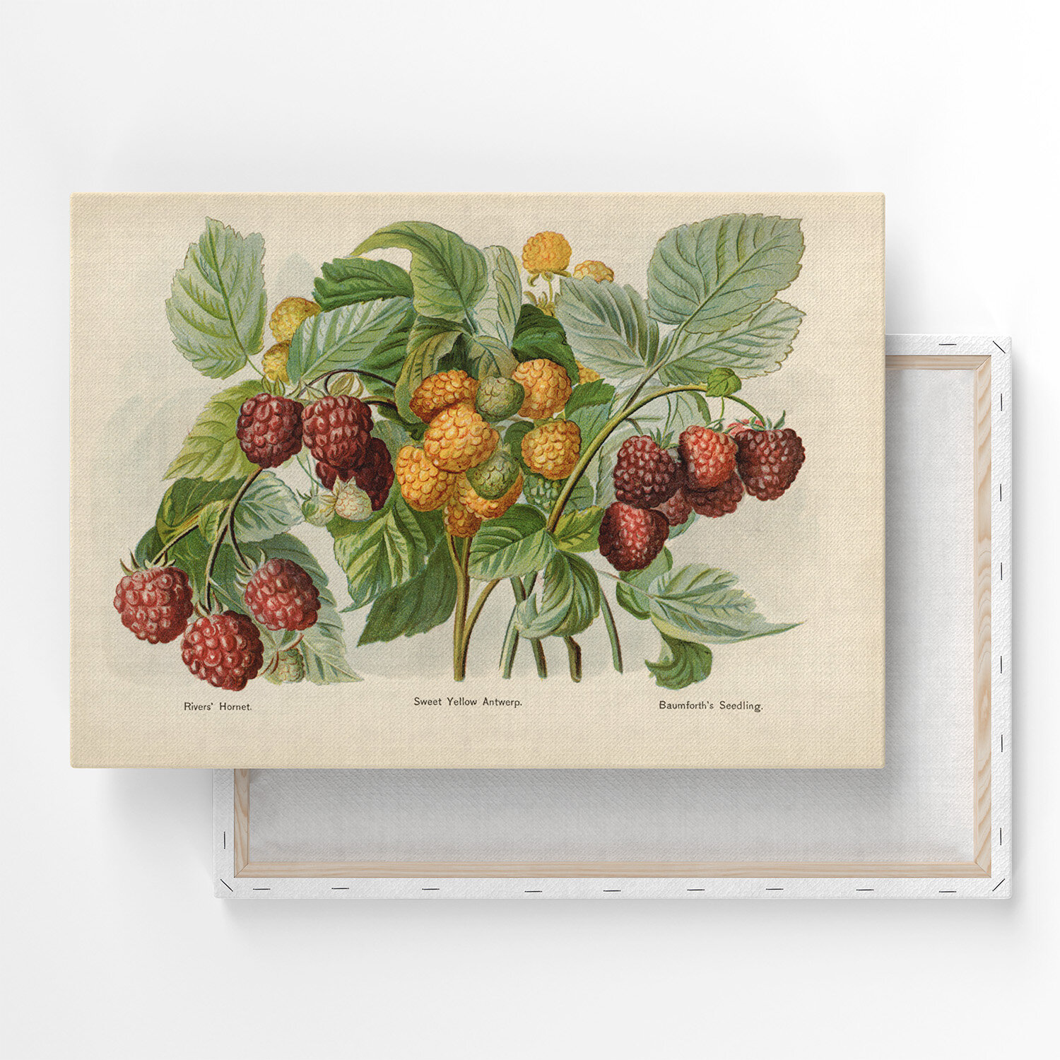 Картина на холсте, репродукция / Гравюры фруктов - малина / Размер 40 x 53 см