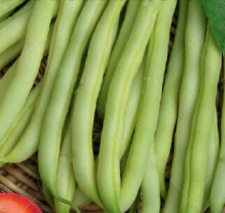 Семена фасоли Сакса без волокна 615 (спаржевая) 5 гр.