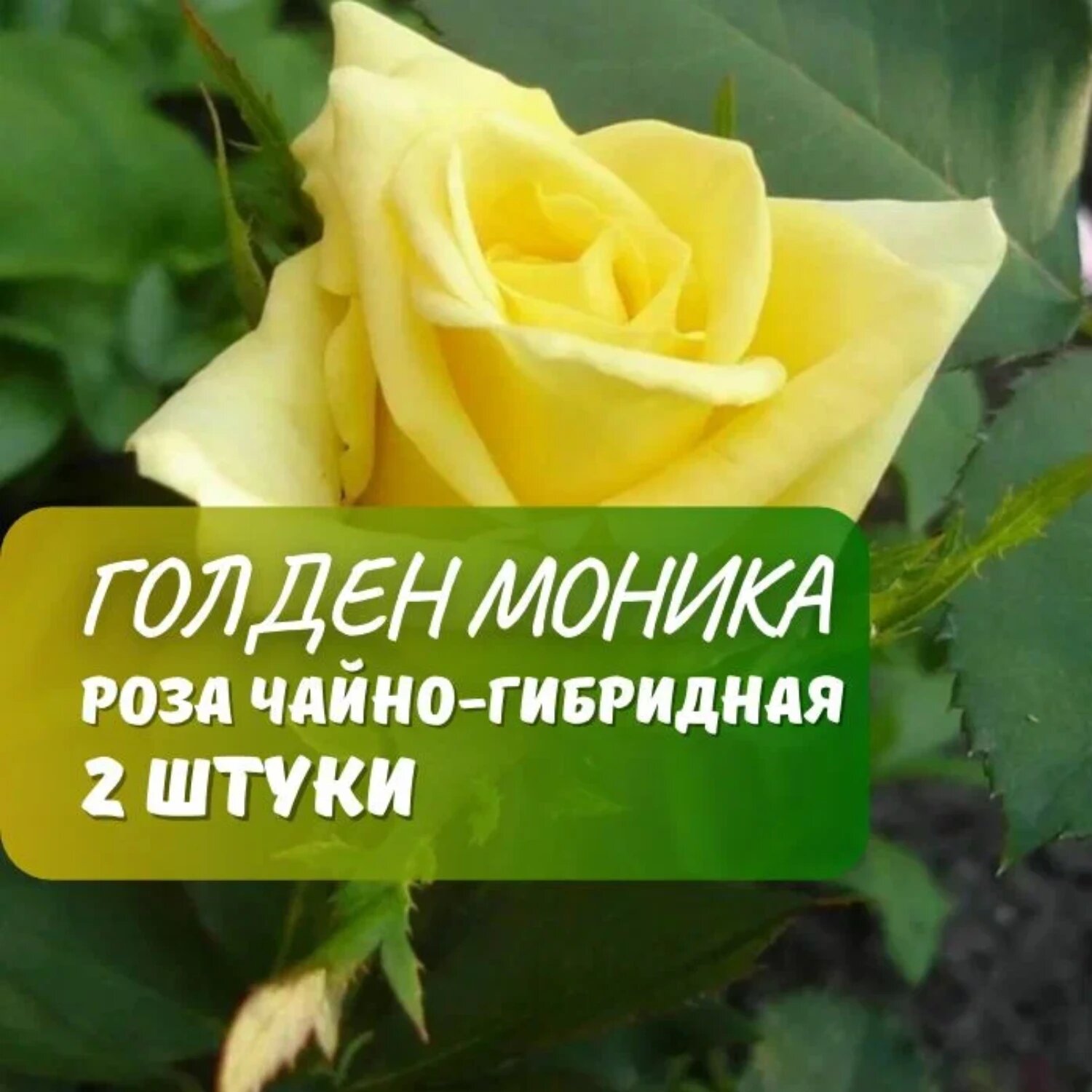 Роза чайно-гибридная "Голден Моника", многолетняя, ЗКС, 2 шт