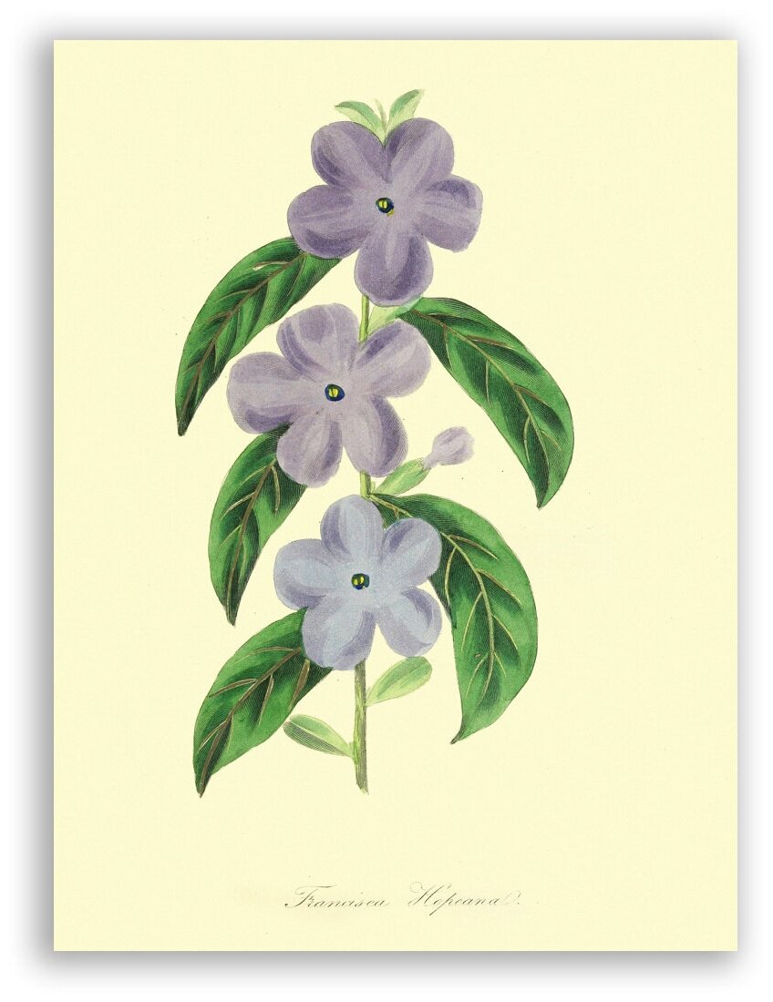 Гравюра Постер на бумаге / Francisea Hopeana