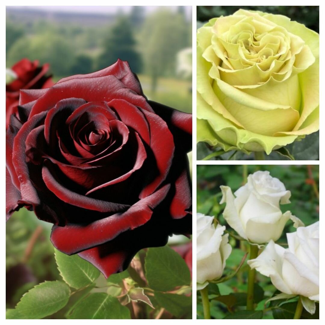 Комплект чайно-гибридных роз Лакшери 3 шт