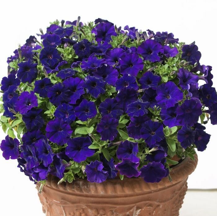 Семена растения петуния минифлора бэби джоконда блю