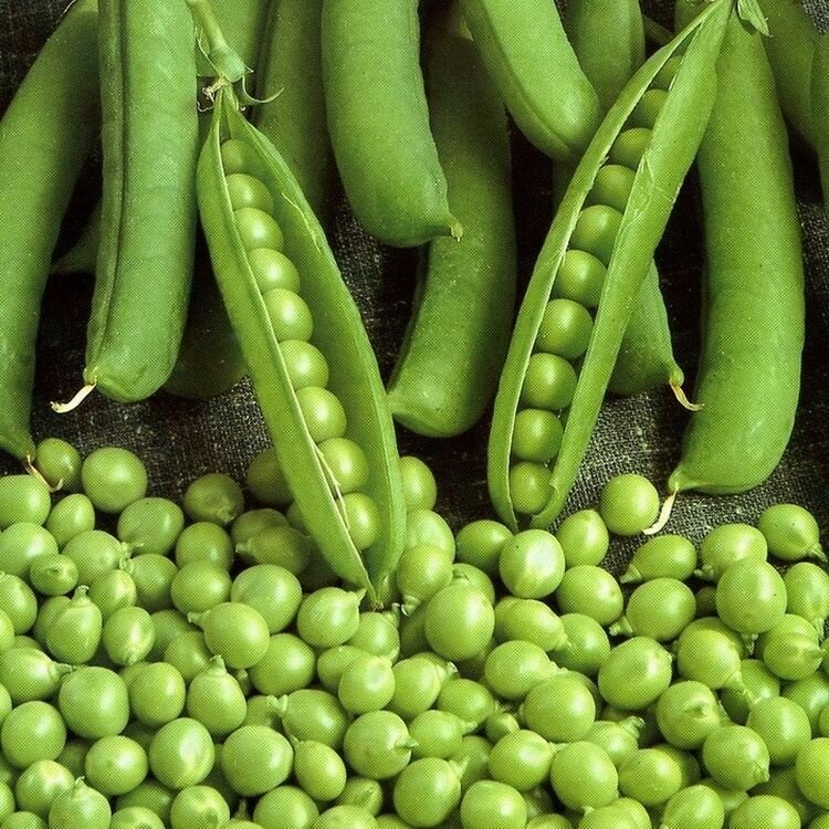 Семена Горох Крупностручковый