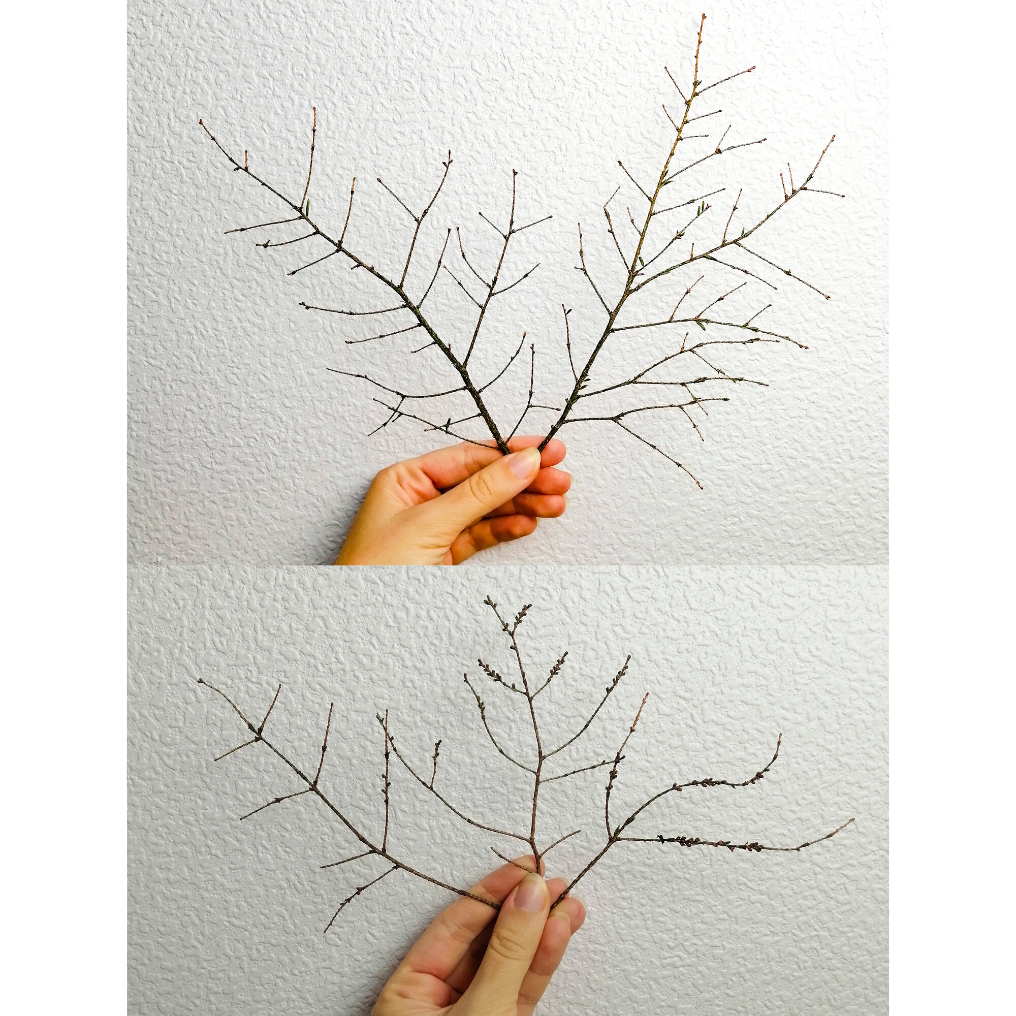 Веточки ветки декоративные для диарам, поделок и рукоделия, 20 шт